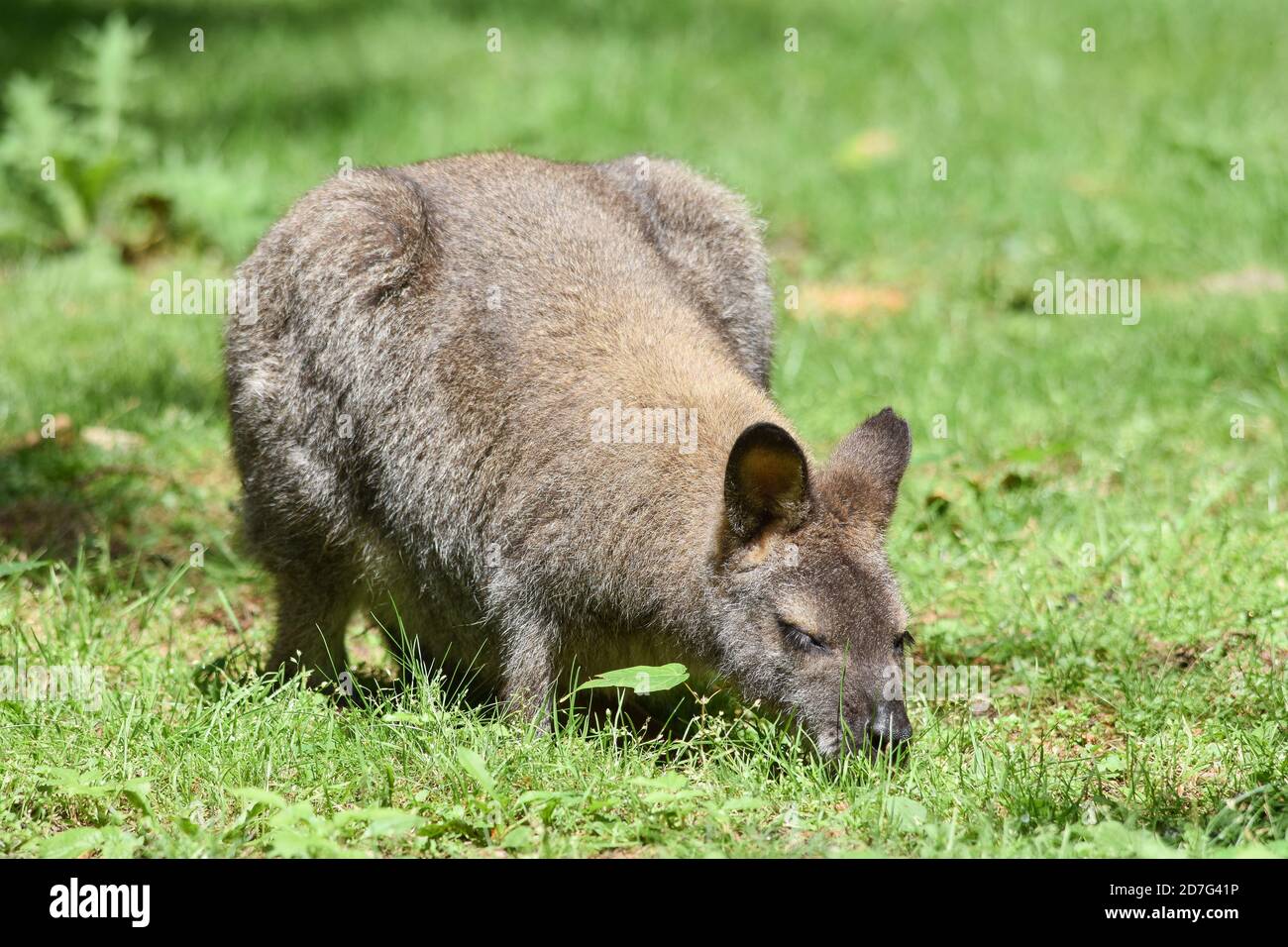Red-necked wallaby in zoo Granby, Granby, Canada Stock Photo - Alamy