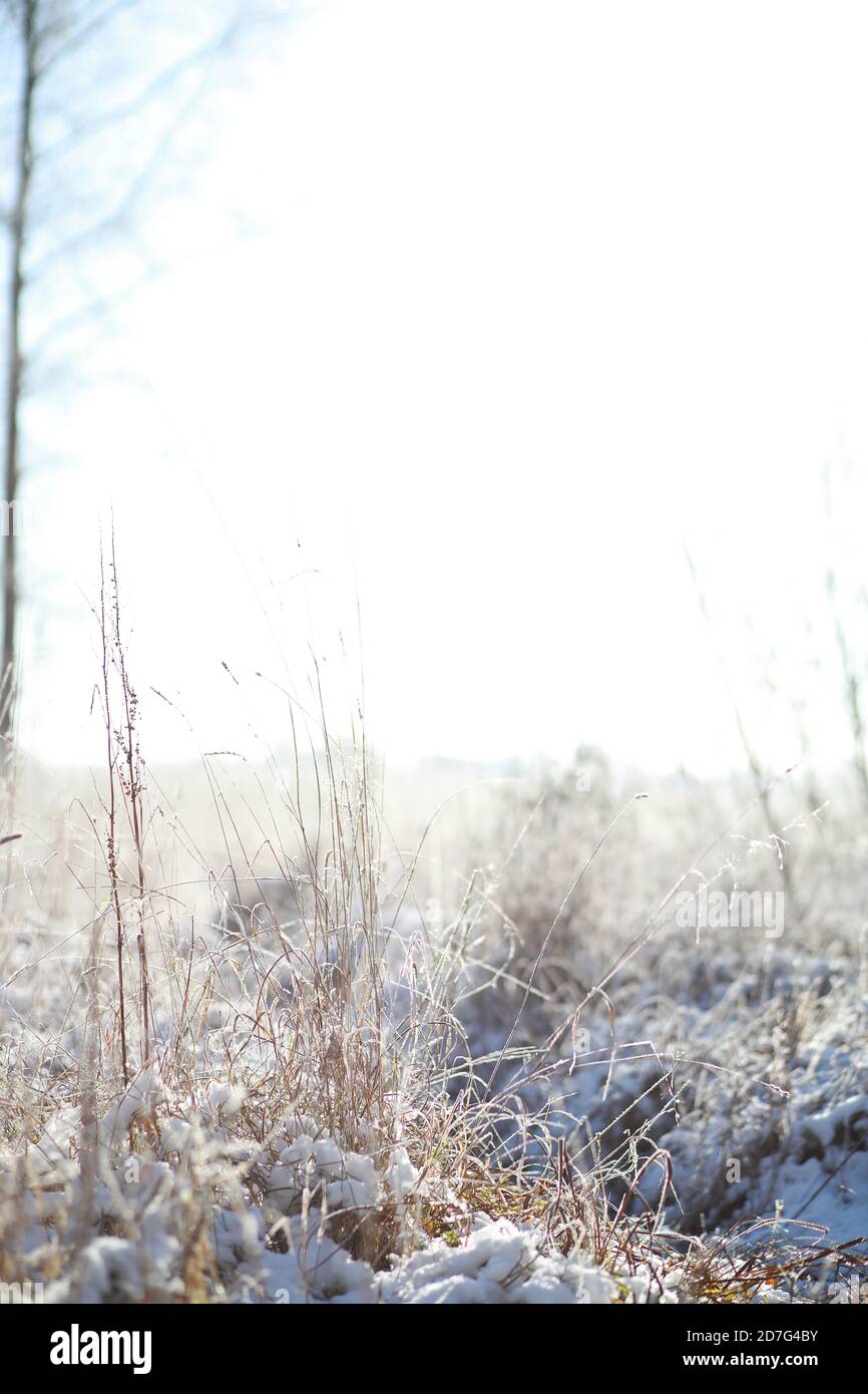 Winter Park. Landscape in snowy weather. January day Stock Photo - Alamy