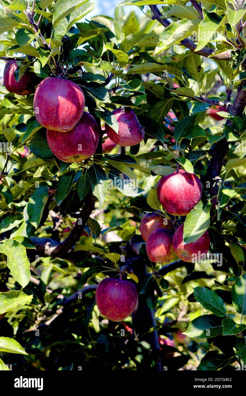 Fruit orchard hi-res stock photography and images - Alamy