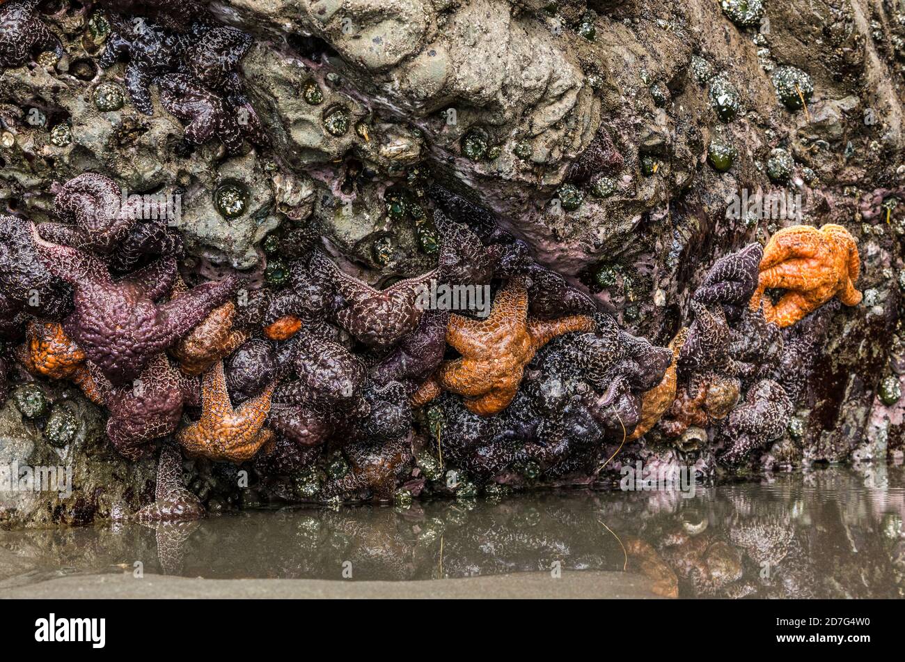 Starfish at 2nd Beach, Olympic Coast National Marine Sanctuary ...