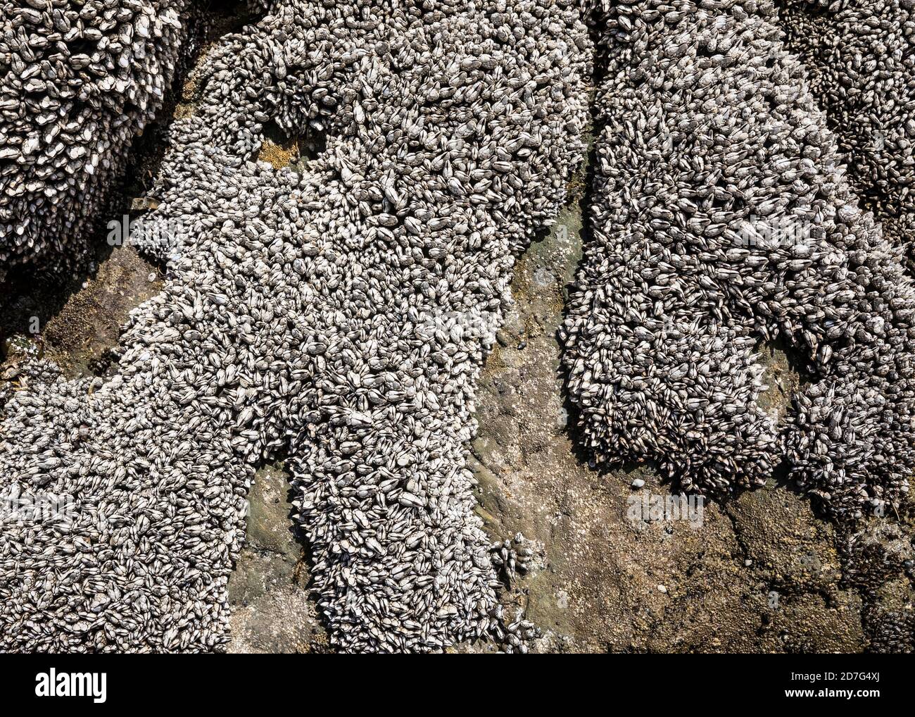 Barnacles beach hi-res stock photography and images - Alamy