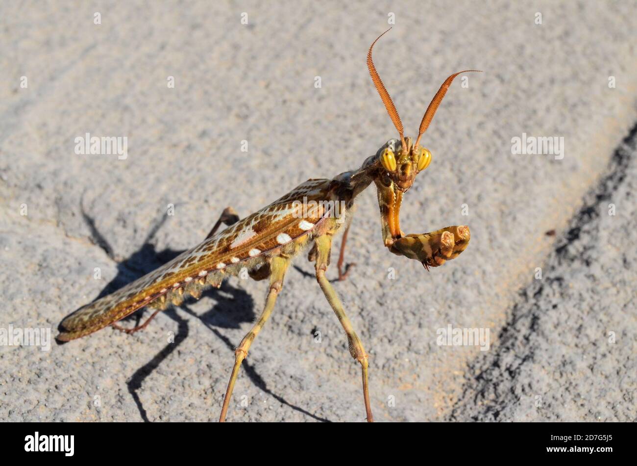Insect Mantis Religiosa Stock Photo - Alamy