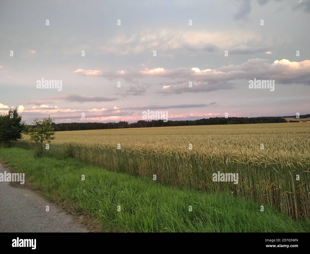 Roadside crop field under the sky Stock Photo - Alamy