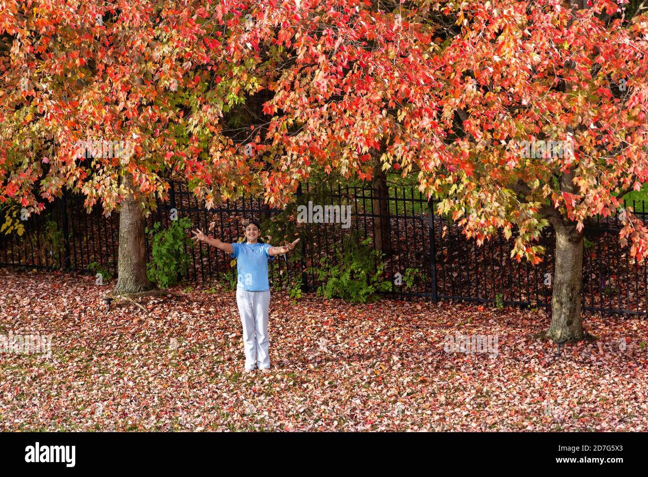 Little Girl Enjoying Falling Leaves from Beautiful Red Foliage Maple ...