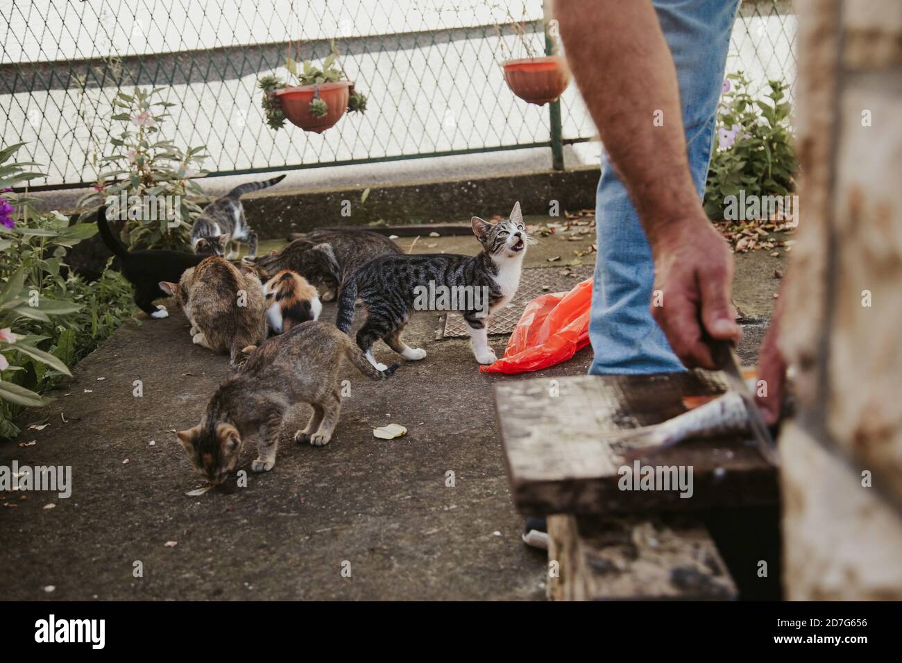 Feeding stray animals hi-res stock photography and images - Alamy
