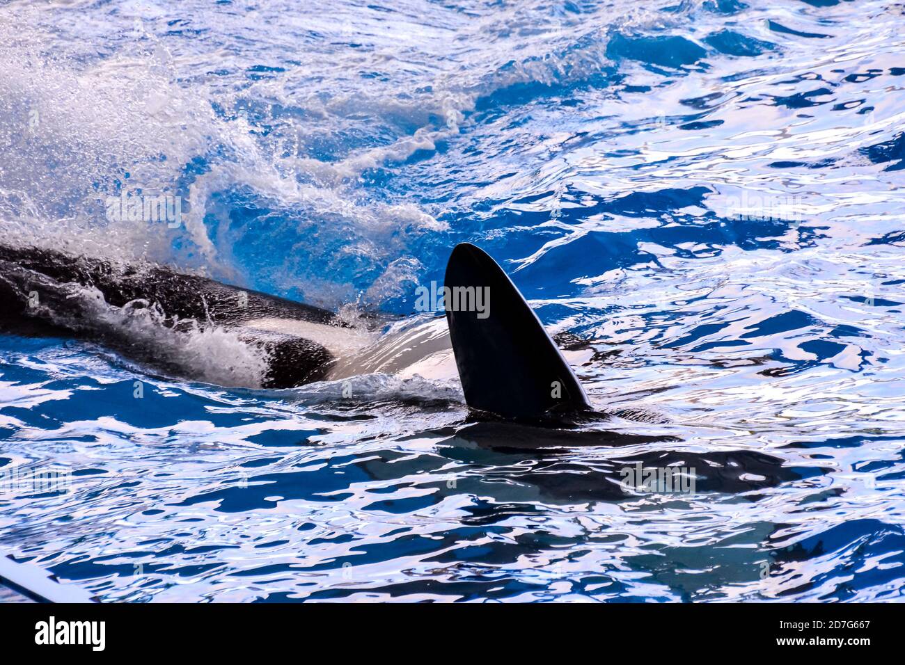 Mammal Orca Killer Whale Fish Stock Photo - Alamy