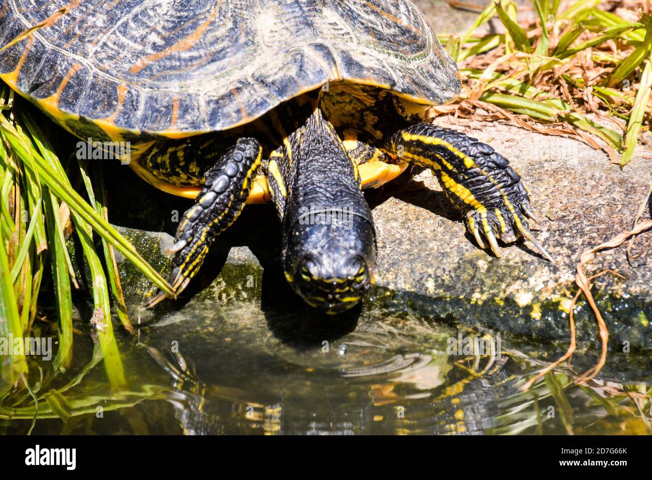 Trachemys Scripta Elegans Tortoise Stock Photo - Alamy
