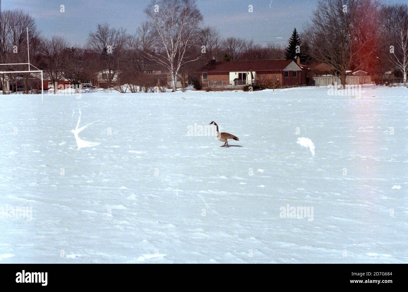 Snowy goose hi-res stock photography and images - Alamy