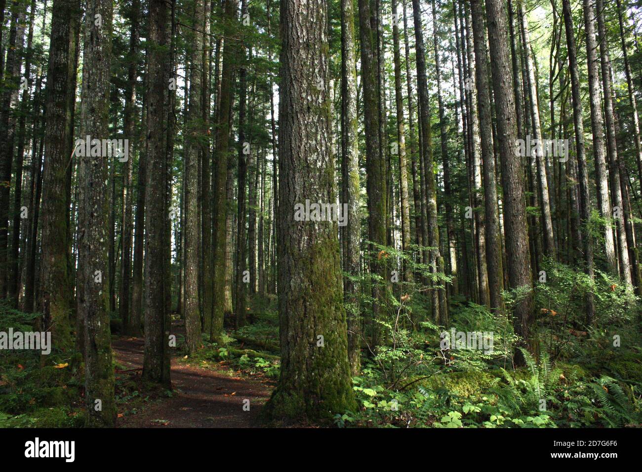 Trees on the Millennium Trail in the Elk Falls Provincial Park near ...