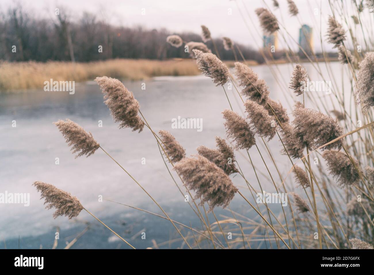 Beautiful winter landscape background of pampas grass moving in the ...