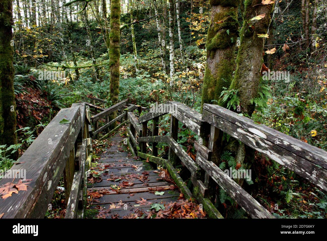 A walkway through the trees on the Millennium Trail in the Elk Falls ...
