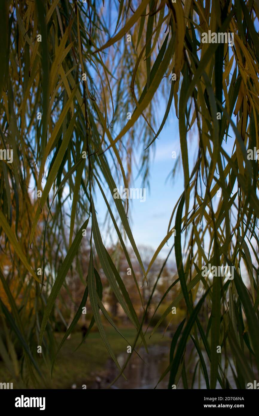 A close up of a willow tree Stock Photo - Alamy