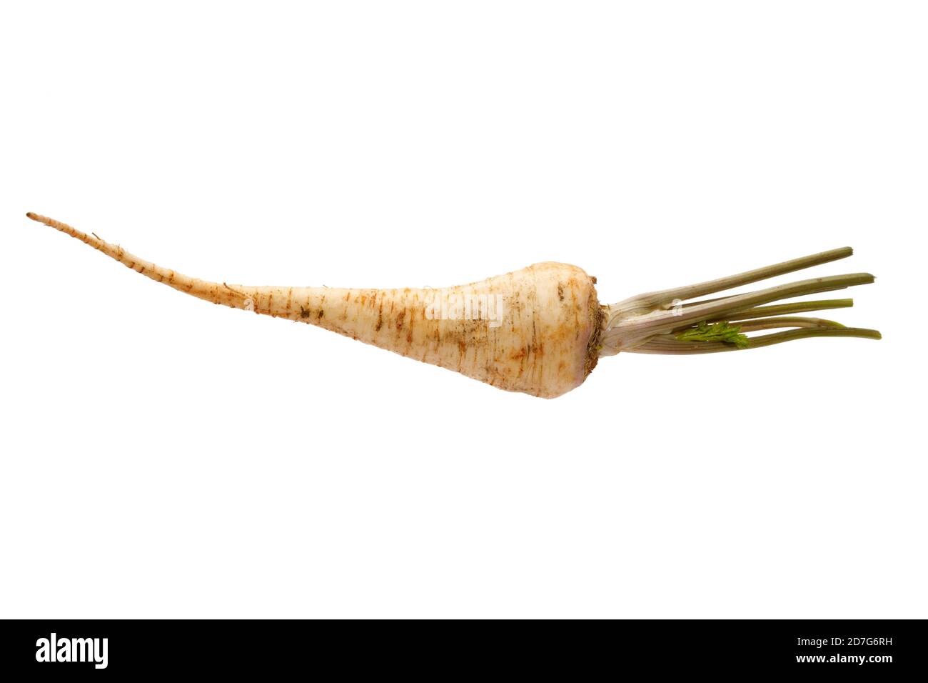 raw parsley root isolated on white background Stock Photo - Alamy