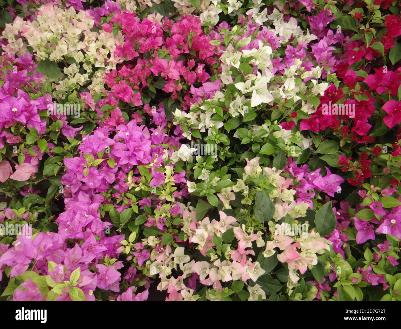 Overhead shot blooming white hi-res stock photography and images - Alamy