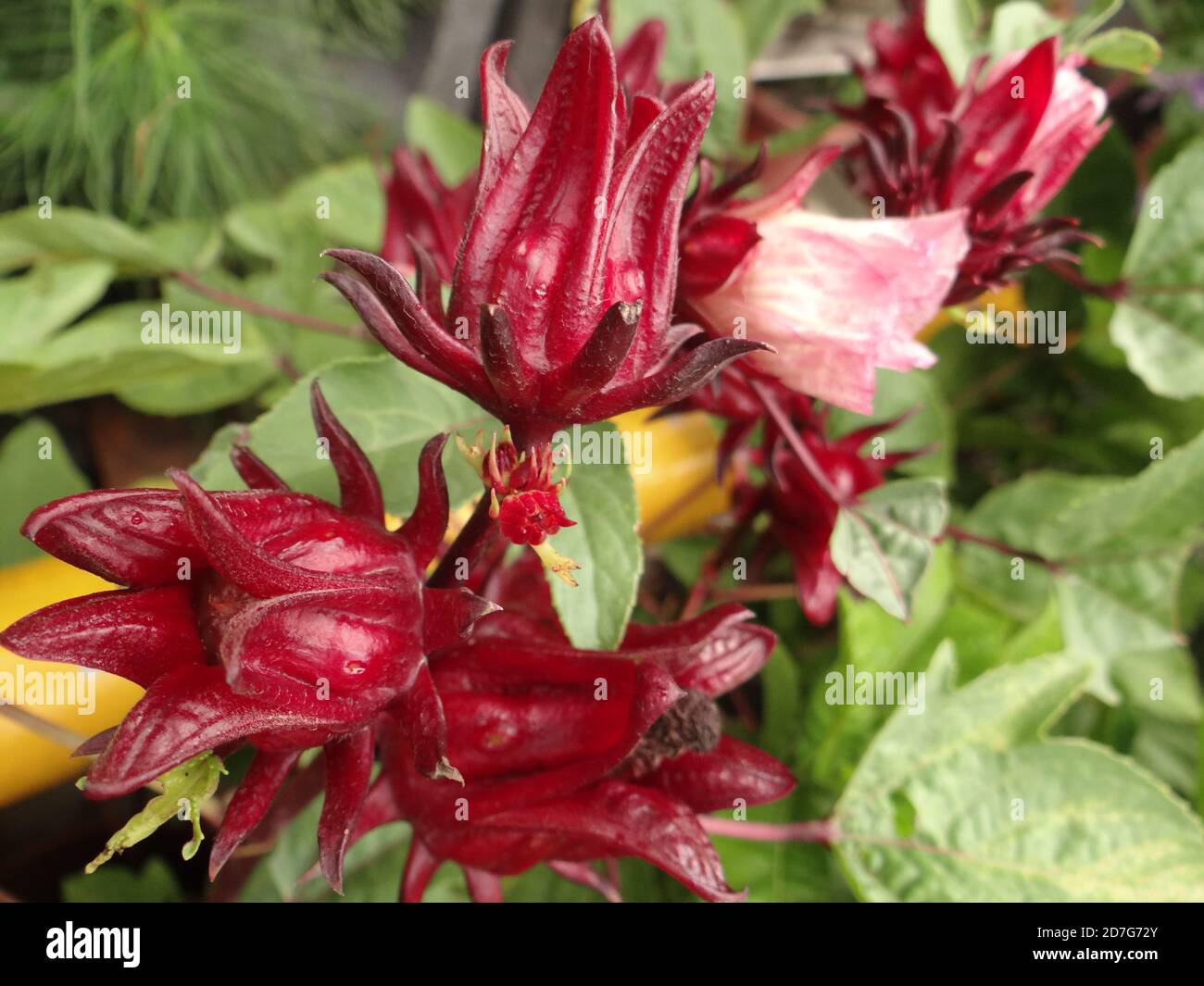 Closeup shot of karkadeh plants in the greenery Stock Photo - Alamy