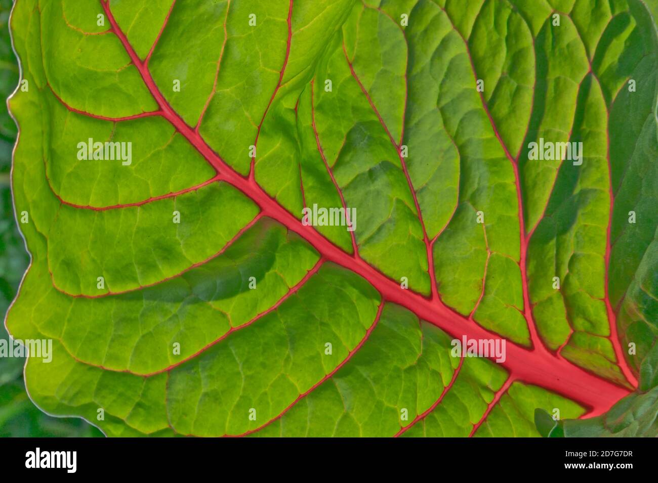 Swiss Chard 'Beta vulgaris' , underside of leaf, California Stock Photo ...