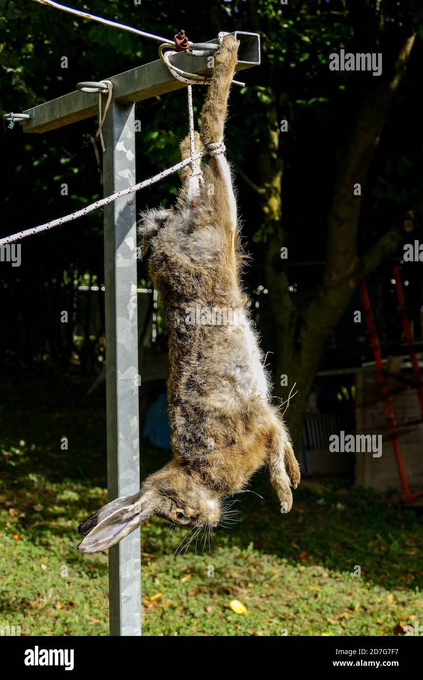 The slaughter of the animal hare Animal slaughter The death of the hare ...