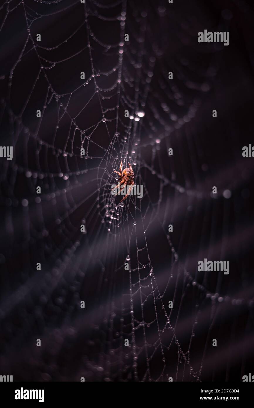 Spider captured in the middle of its web Stock Photo - Alamy