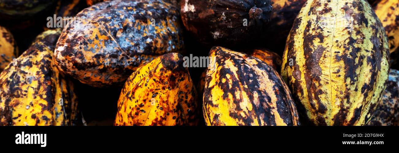 Cocoa fruit background Stock Photo - Alamy