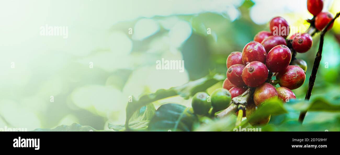 Coffee berry in the plant Stock Photo - Alamy