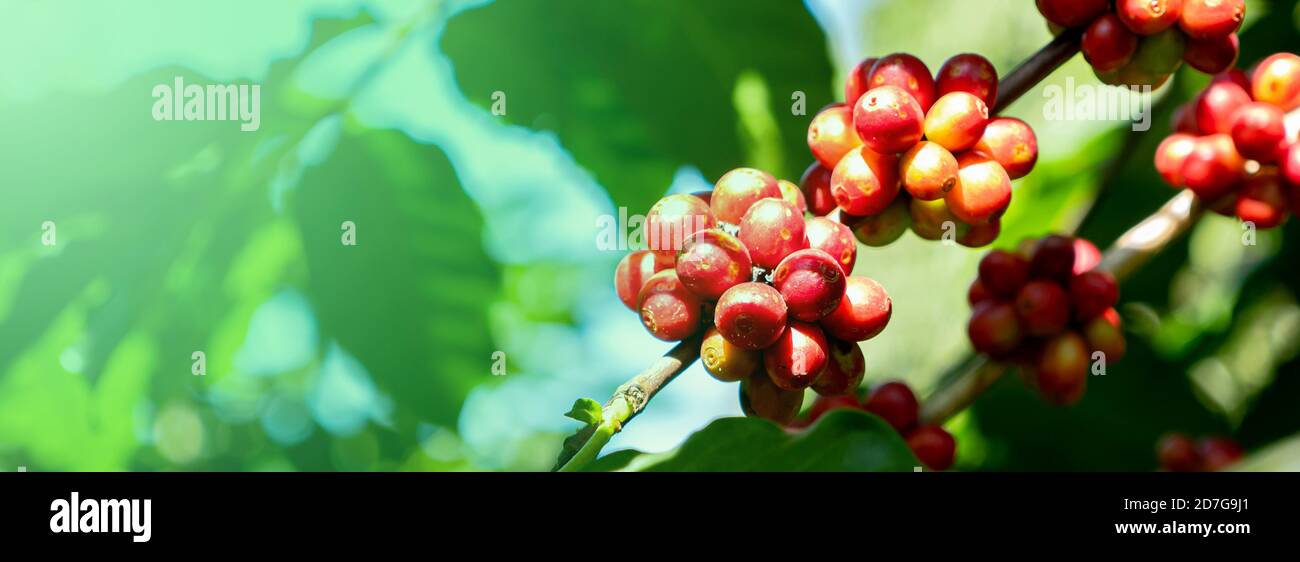 Coffee berry in the plant Stock Photo - Alamy