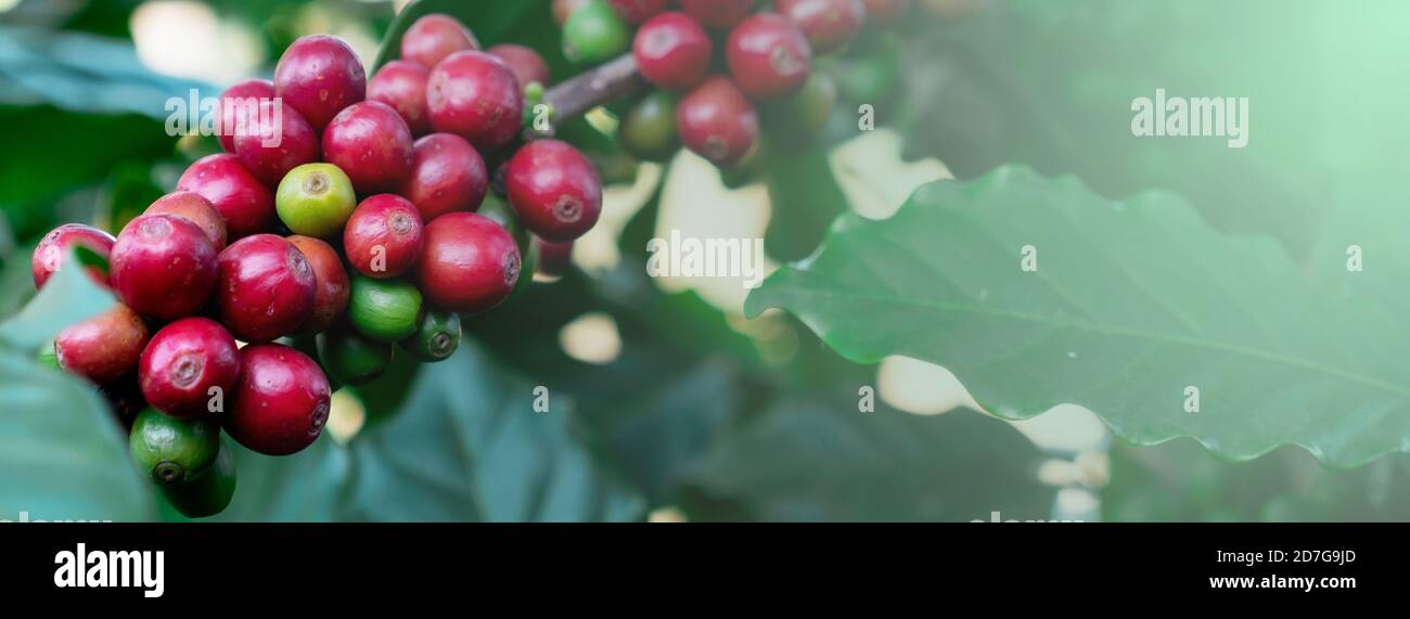 Coffee cherry in the plant Stock Photo - Alamy