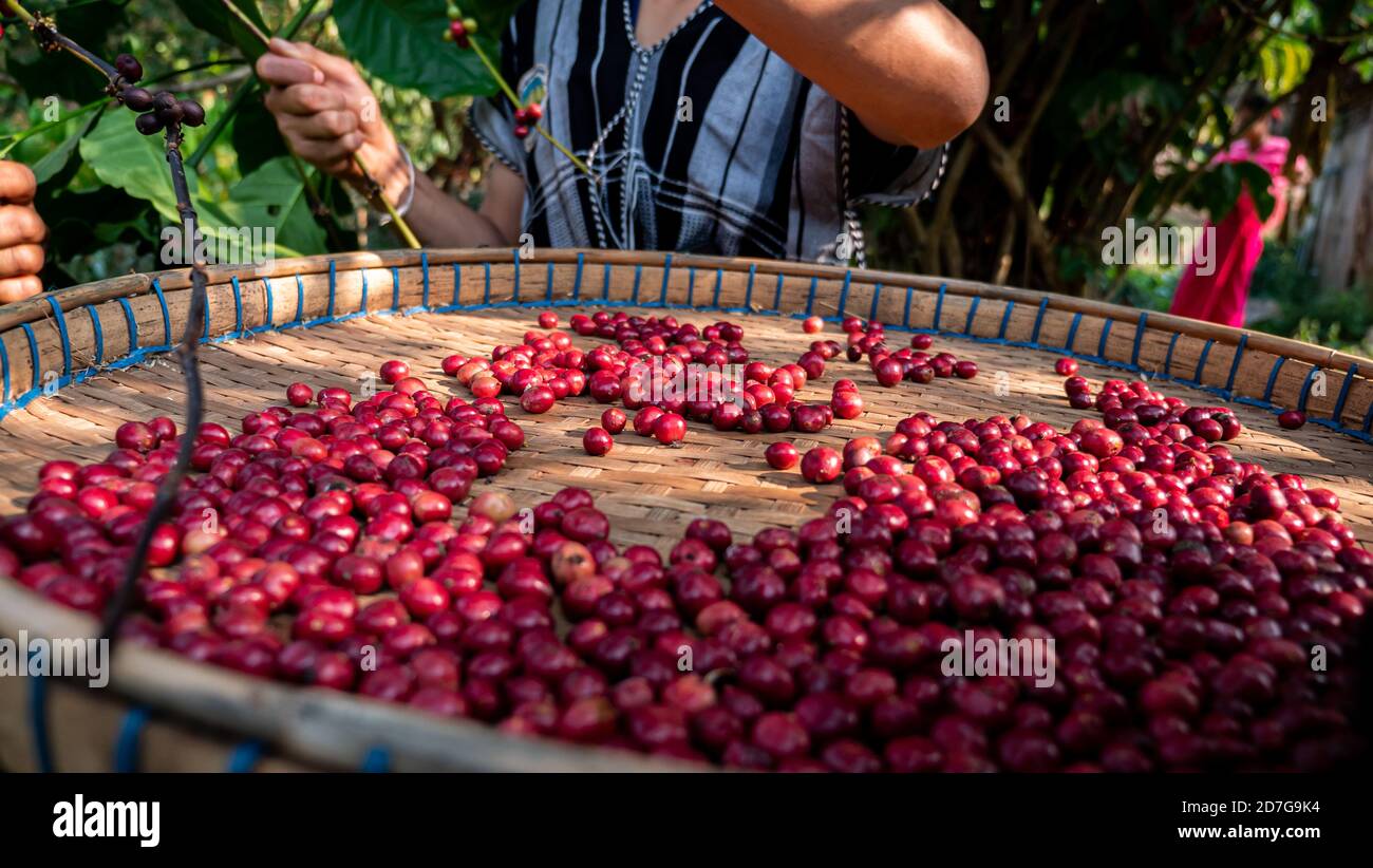 Farmer picking coffee in the plant Stock Photo - Alamy
