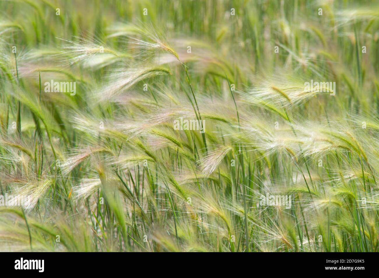 grasses waving in the breeze Stock Photo - Alamy