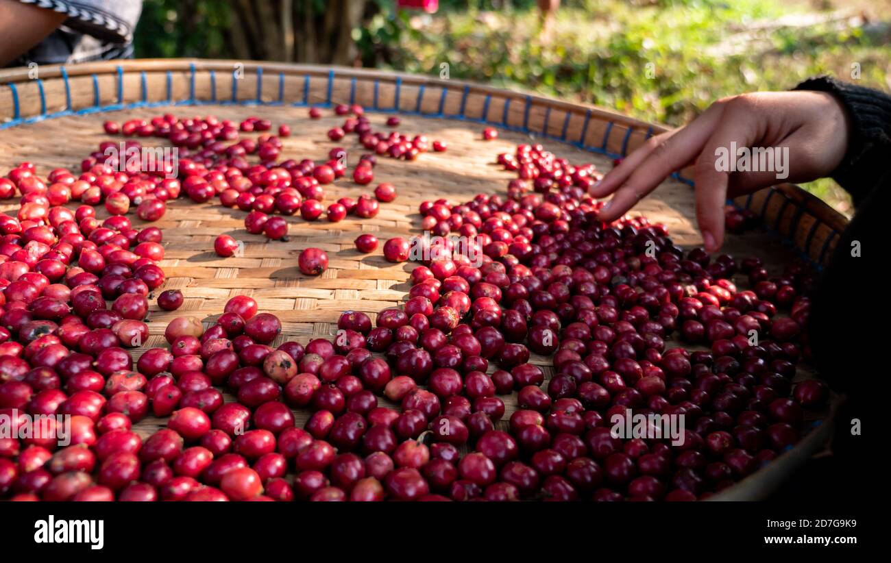 Farmer picking coffee in the plant Stock Photo - Alamy