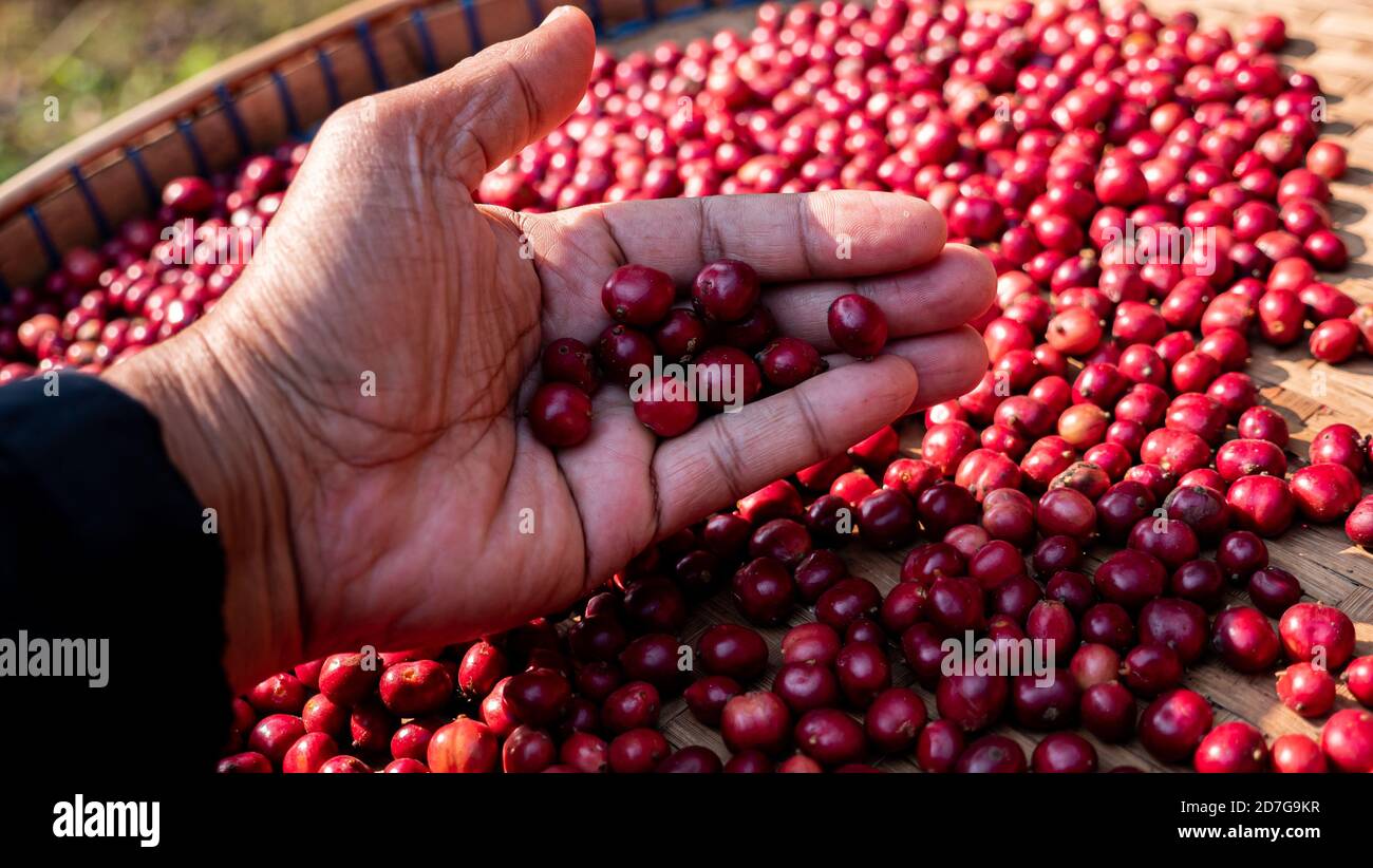 Farmer picking coffee in the plant Stock Photo - Alamy