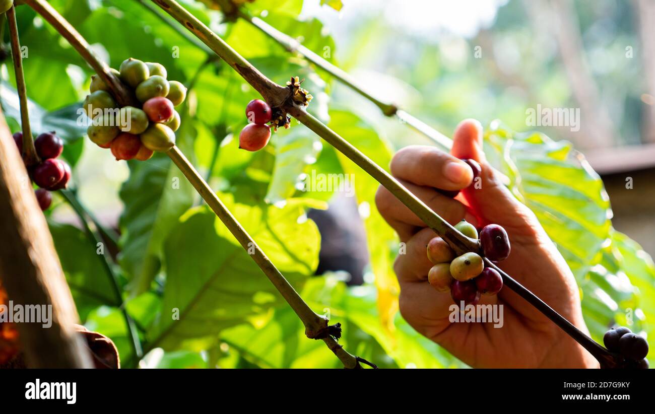 Farmer picking coffee in the plant Stock Photo - Alamy