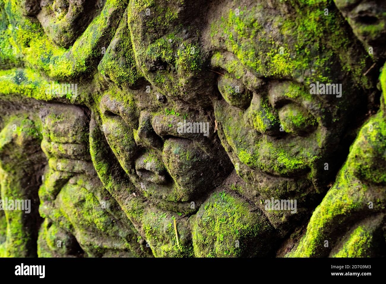 Moss will grow in a damp place. its fresh green color grows between the ...