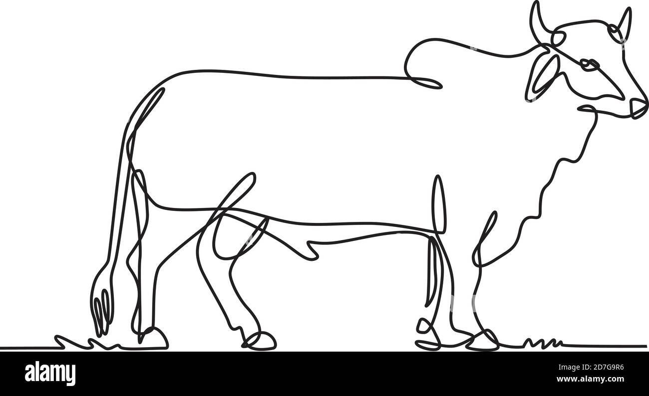 Beef Cattle Drawing at Freddie Johson blog