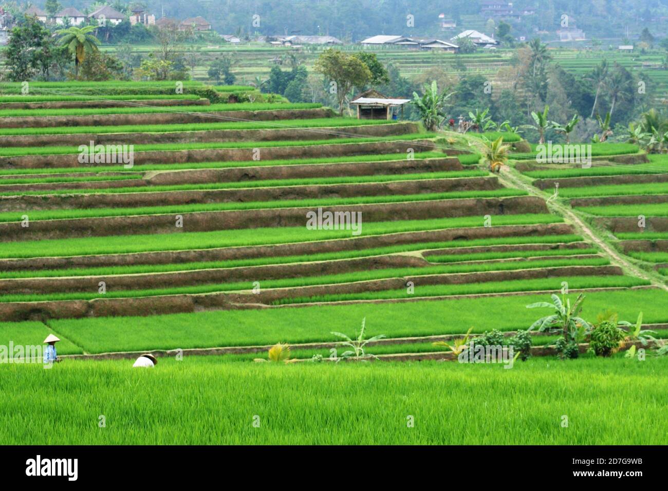 Jatiluwih Rice Terraces in Tabanan Regency is one of the outstanding ...