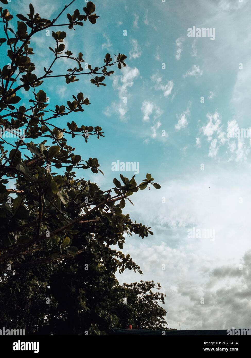 Beautiful shot typical forest hi-res stock photography and images - Alamy