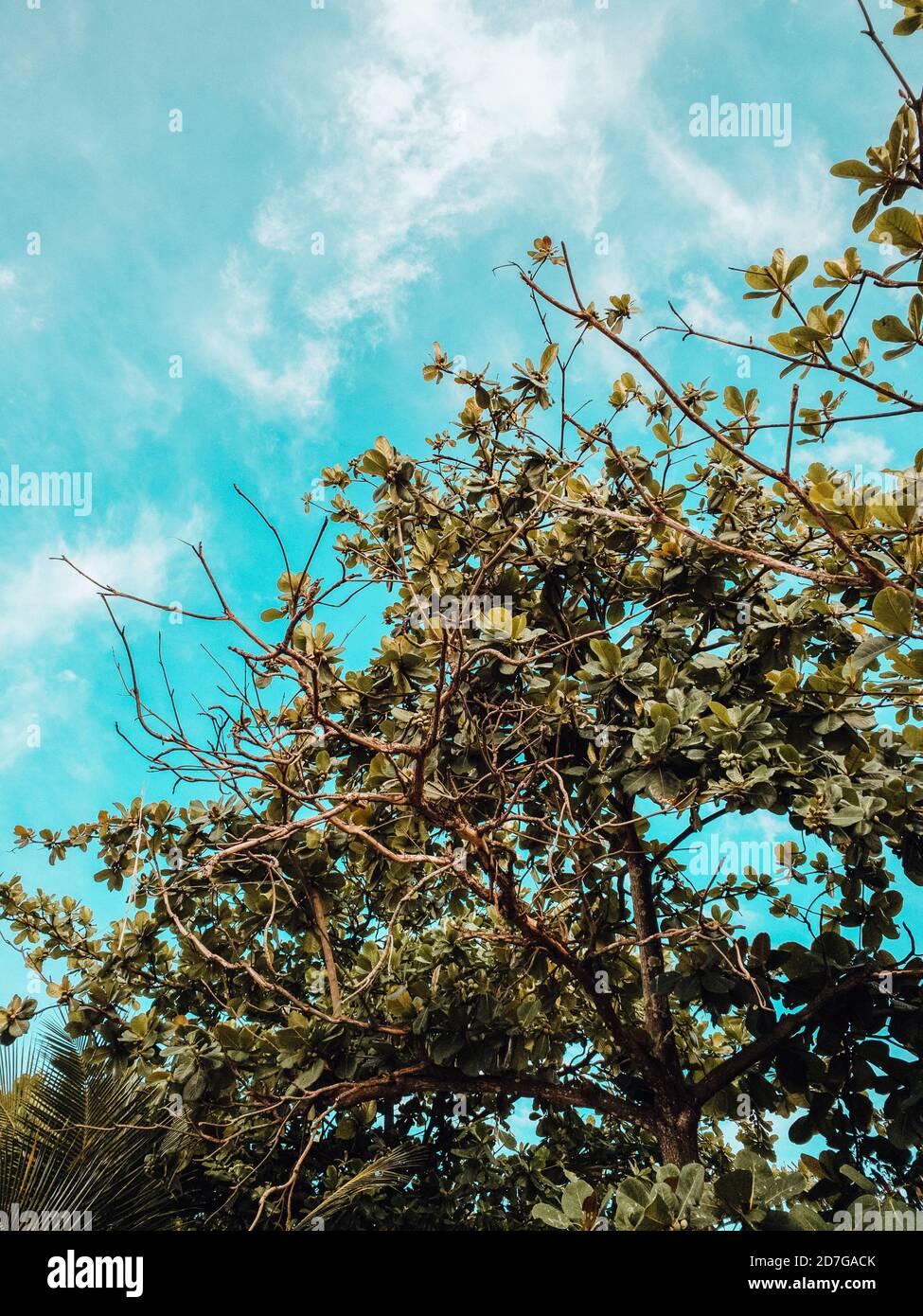 Beautiful shot of the typical forest plants in the Rio de Janeiro beach ...