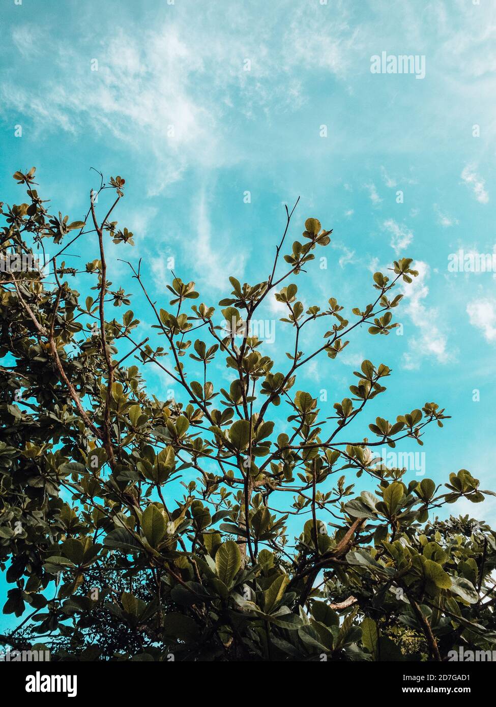 Beautiful shot of the typical forest plants in the Rio de Janeiro beach ...