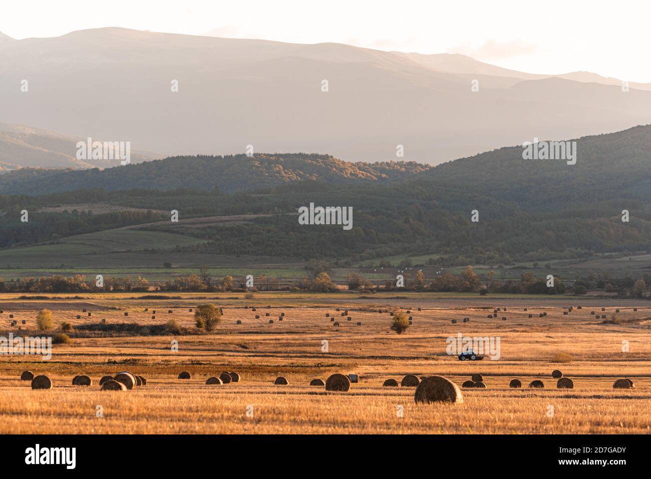 Tractor collecting straw bales sun bulgaria farming agriculture minimal ...