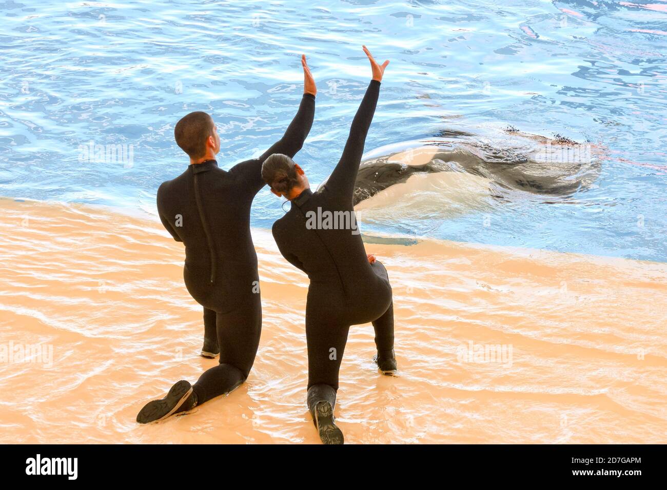 Mammal Orca Killer Whale Fish Stock Photo - Alamy