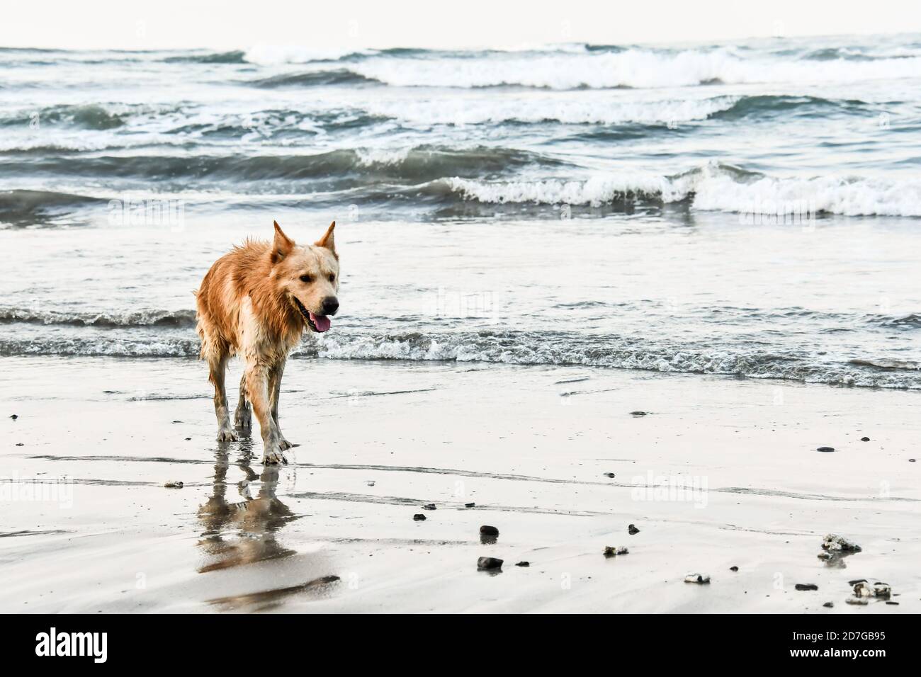 dog on the beach in samara nicoya costa rica central america Stock ...