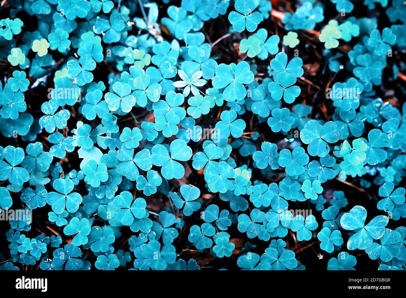 Background from plant clover four leaf. Irish traditional symbol. St ...