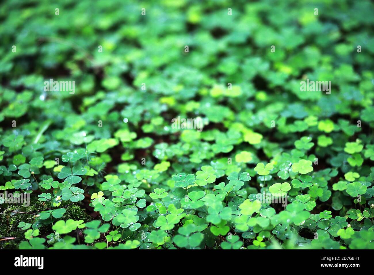 Background from plant clover four leaf. Irish traditional symbol. St ...