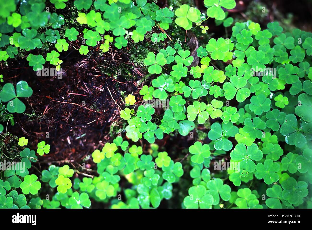 Background from plant clover four leaf. Irish traditional symbol. St ...