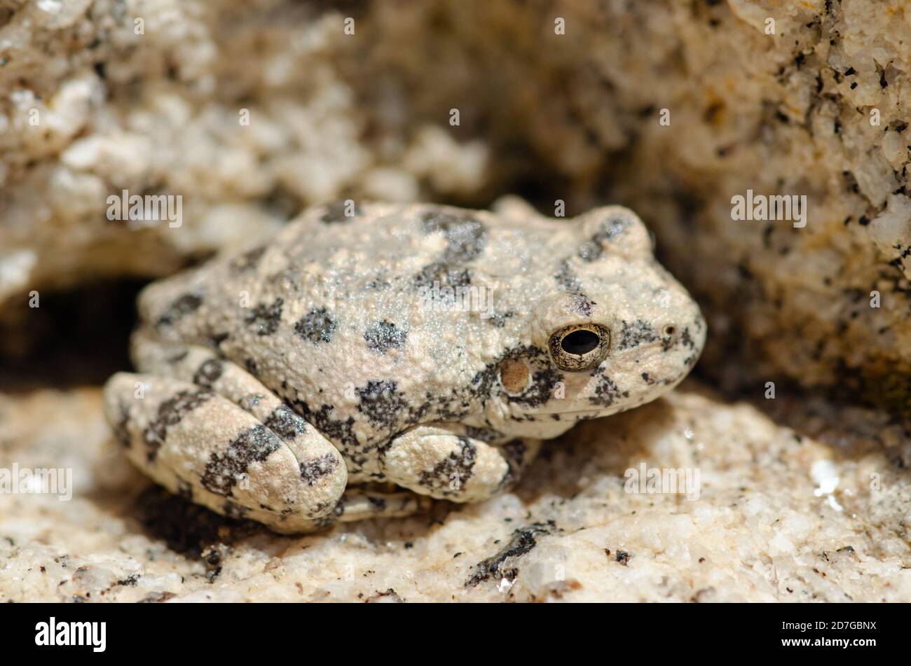 Arizona tree frog hi-res stock photography and images - Alamy