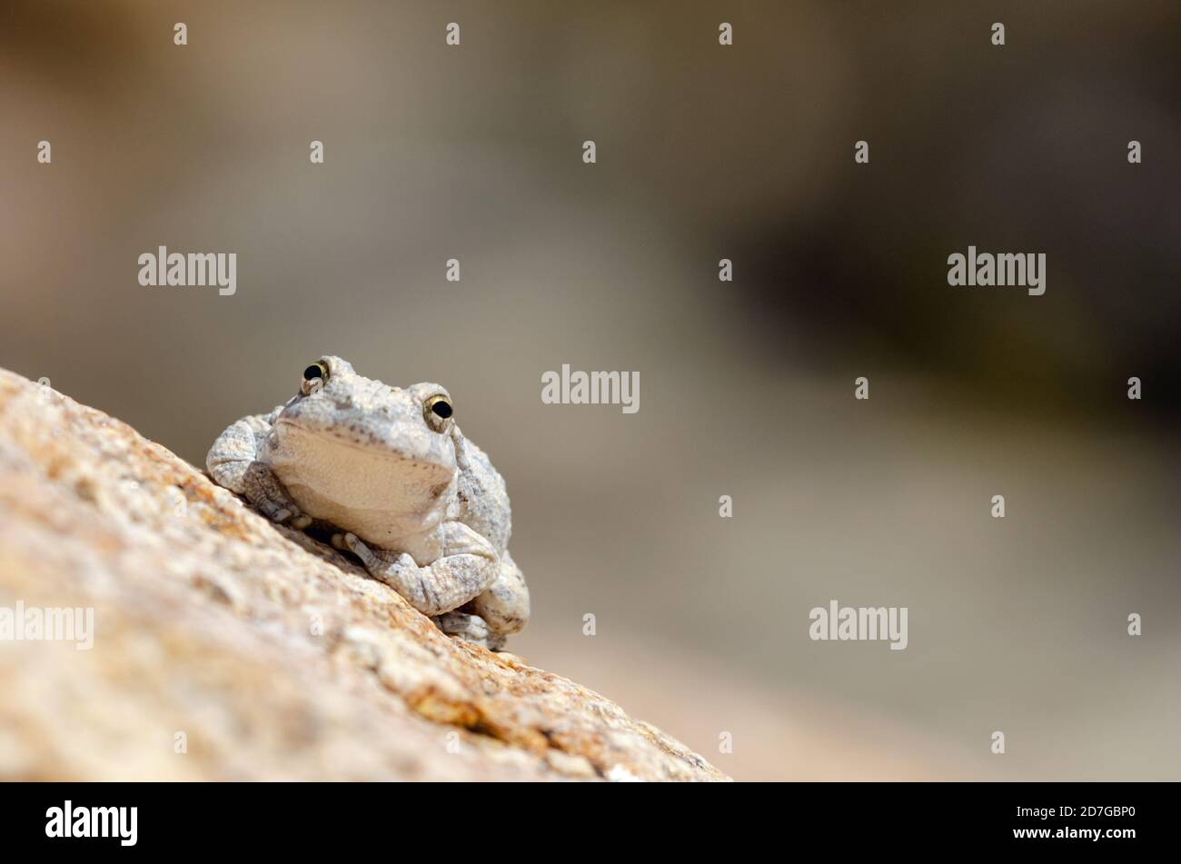 Arizona Tree Frog High Resolution Stock Photography and Images - Alamy
