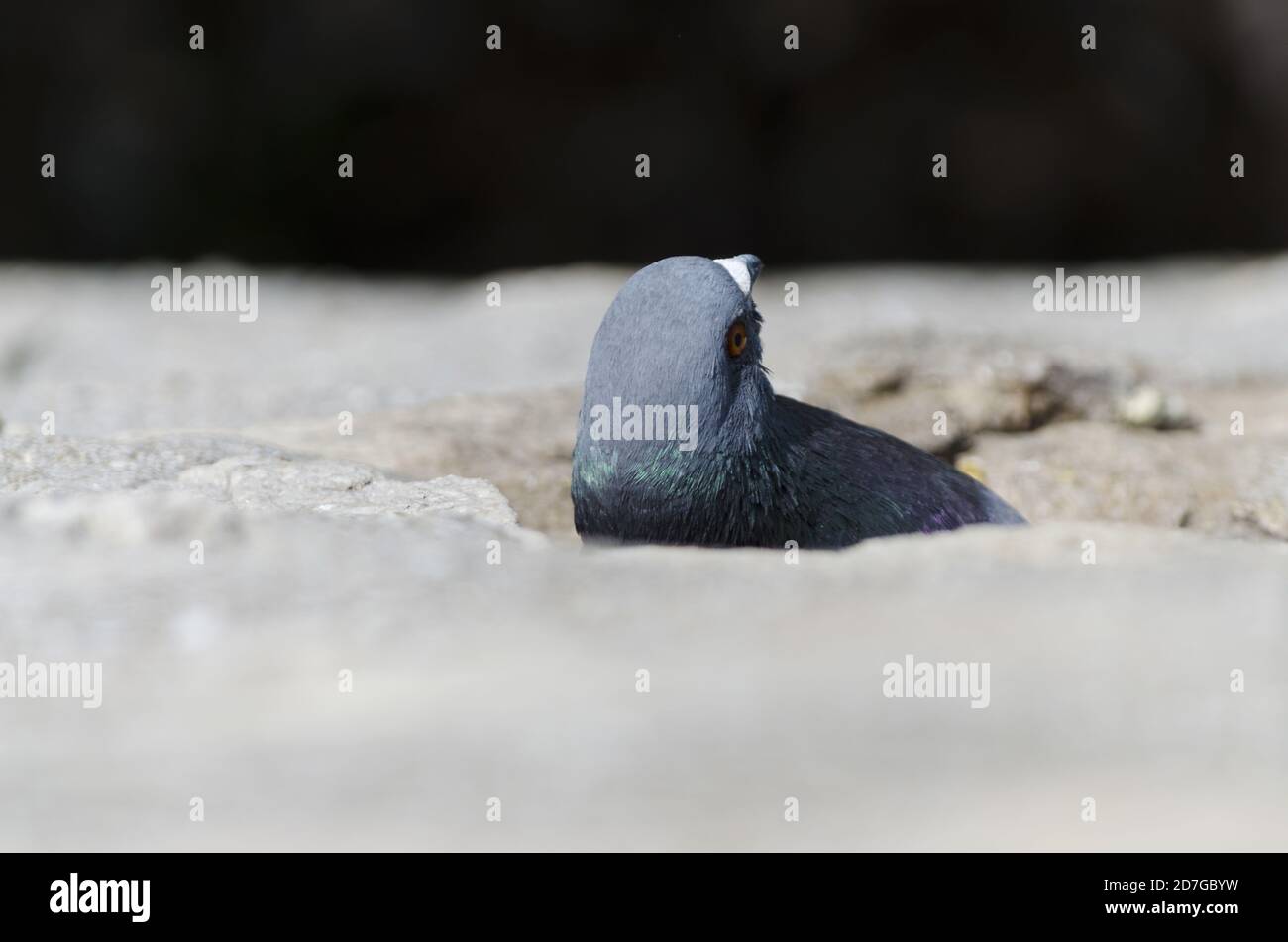 Pigeon in a hole hi-res stock photography and images - Alamy