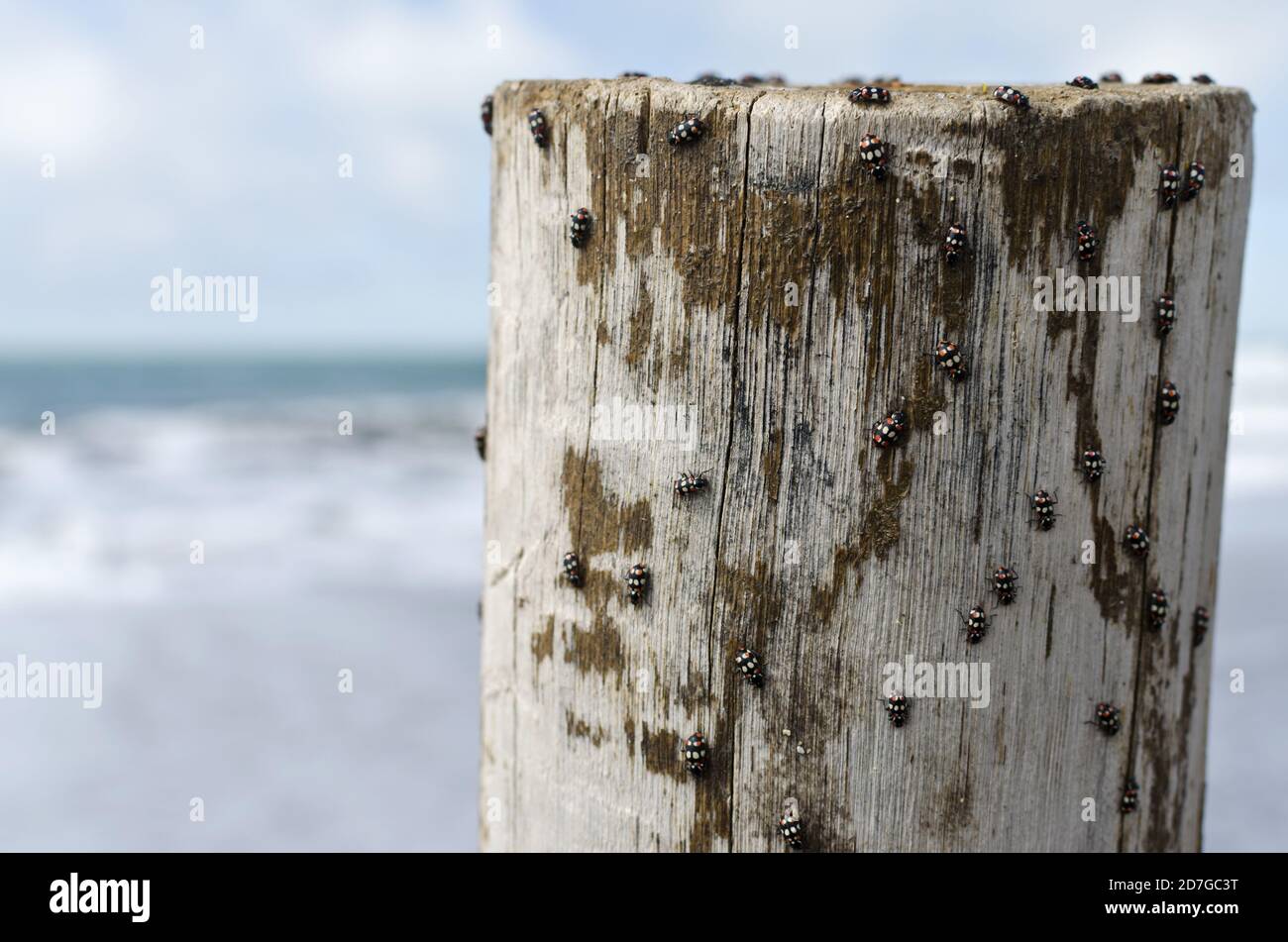 Closeup shot of many lady beetles on an old tree trunk on the beach ...