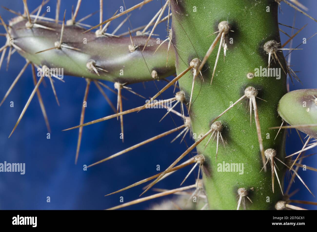 Long cactus spines hi-res stock photography and images - Alamy