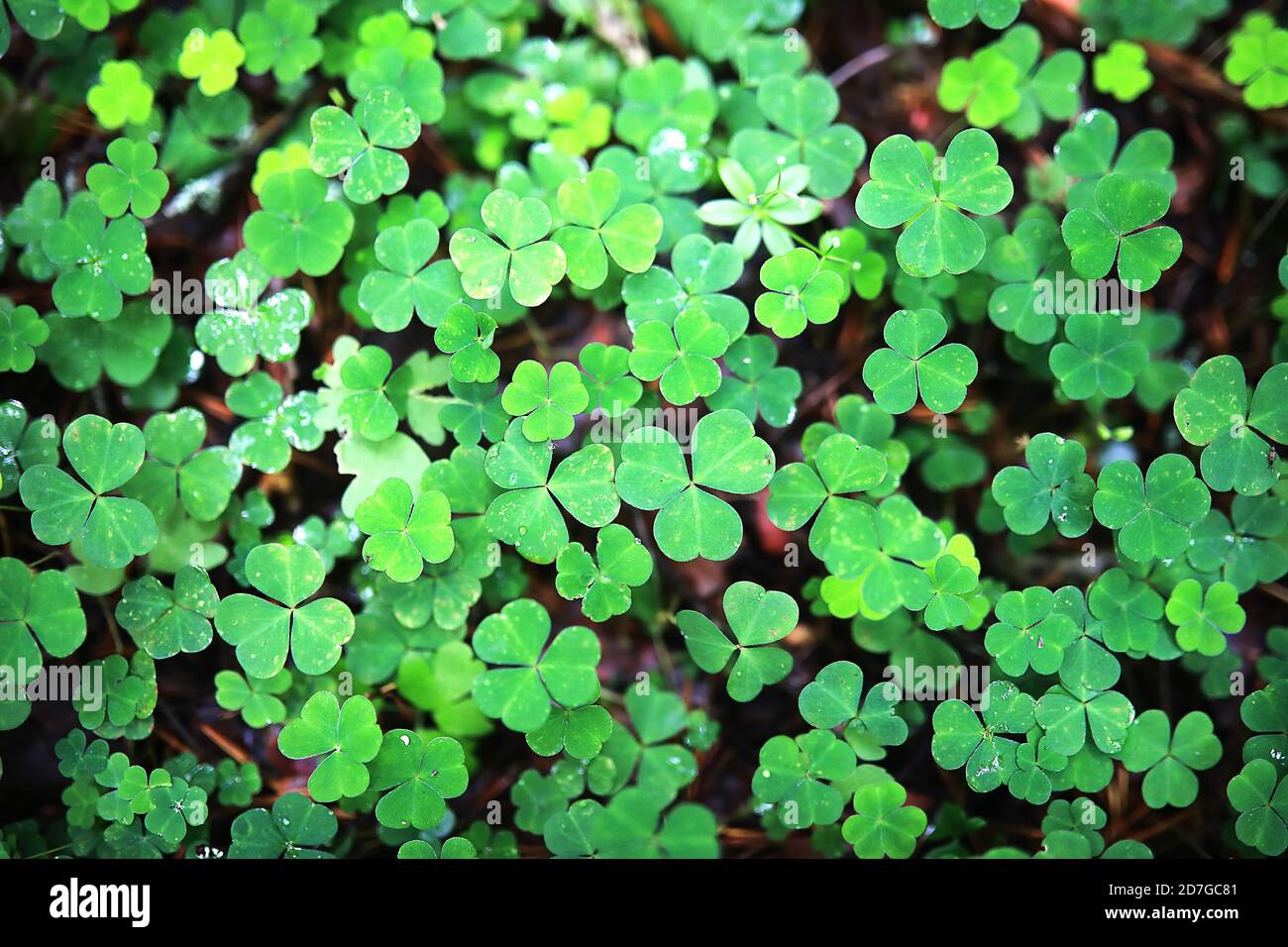Background from plant clover four leaf. Irish traditional symbol. St ...