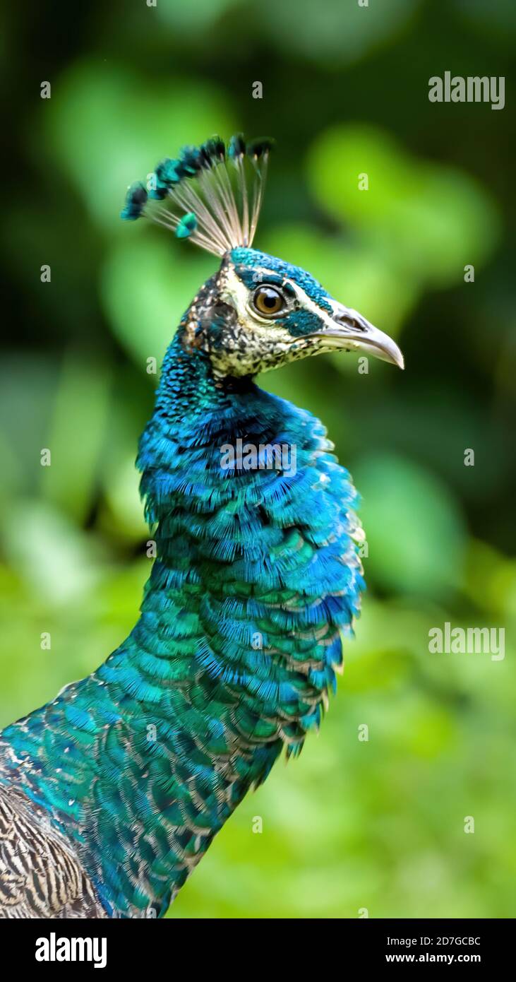 Granivorous birds hi-res stock photography and images - Alamy